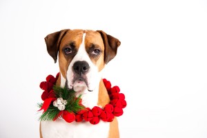 We’re Online at AKC’s WOOFipedia