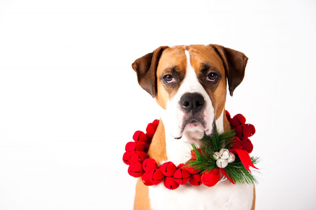 We’re Online at AKC’s WOOFipedia